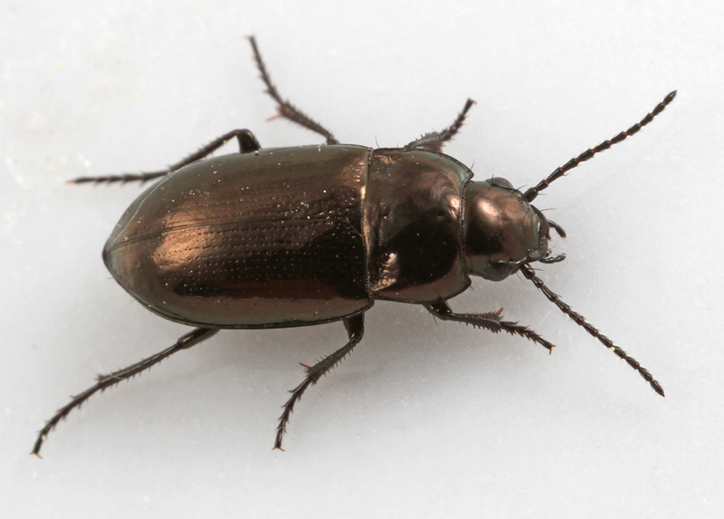 Trachypachus gibbsii (Trachypachidae)